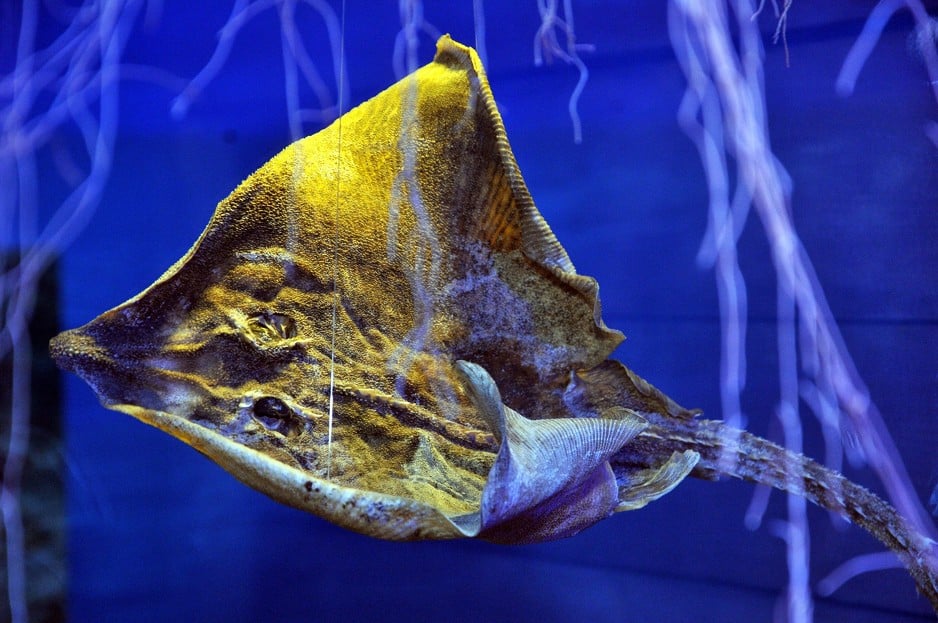 Muzej riba,rakova i školjki - Kofer